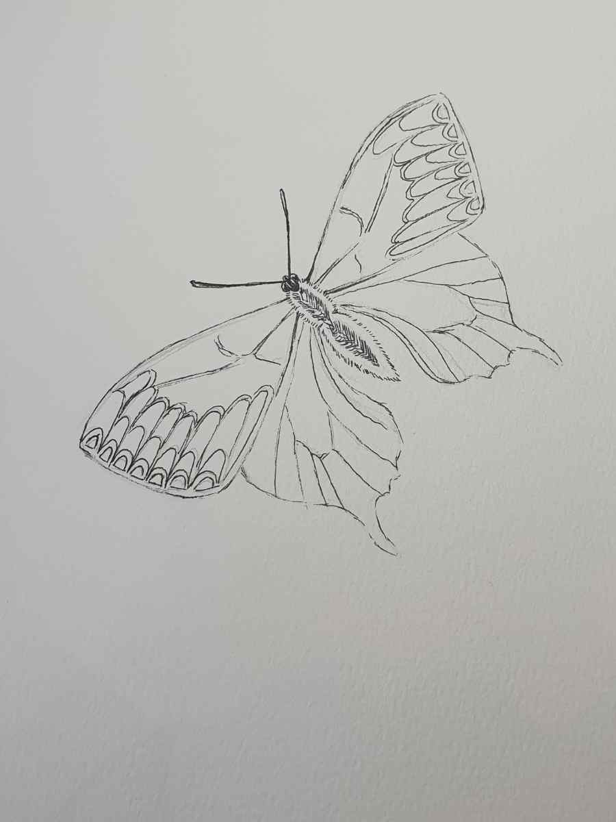 How to Draw a Butterfly - Realistic Butterfly vs. Easy Butterfly ...