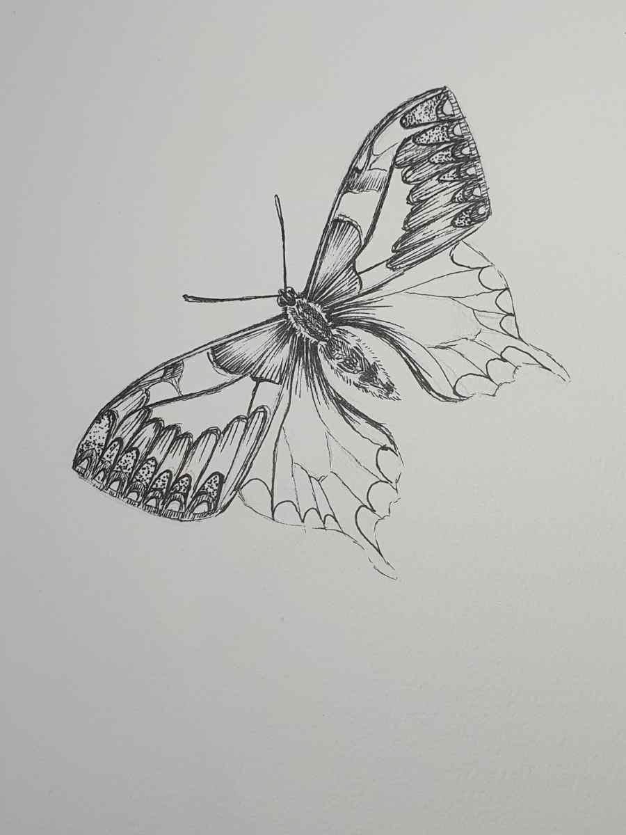 How to Draw a Butterfly - Realistic Butterfly vs. Easy Butterfly ...