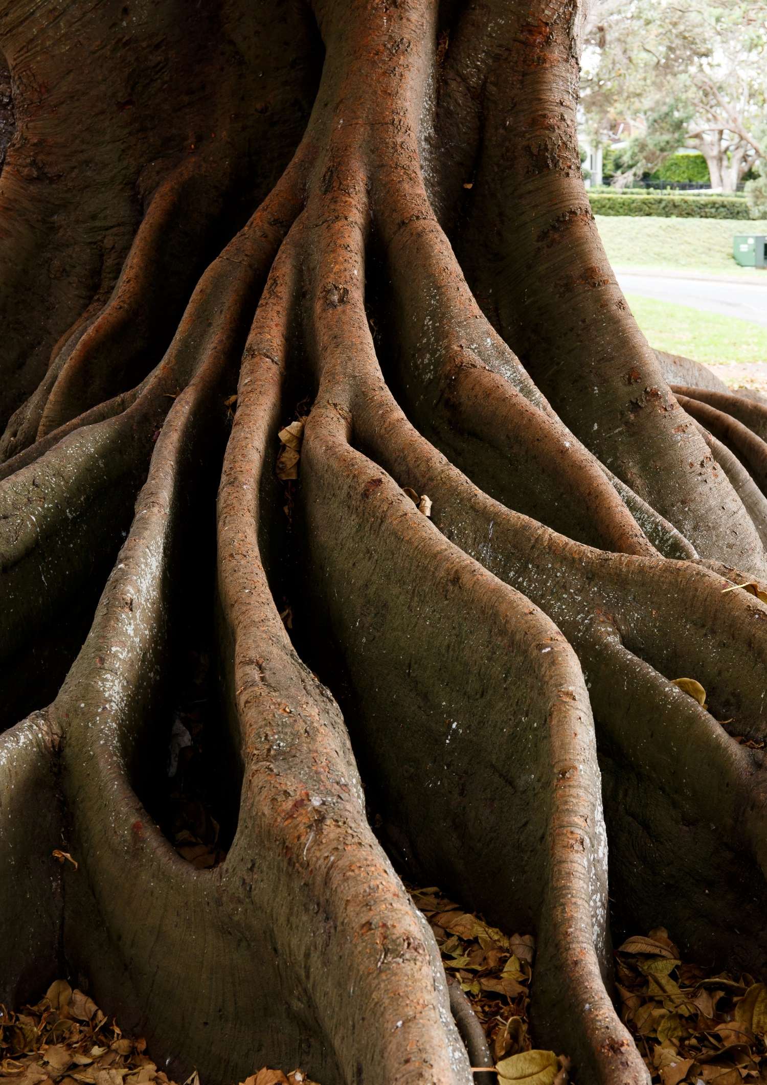 Draw Tree Roots in 10 Easy Steps! - Artsydee - Drawing, Painting, Craft ...