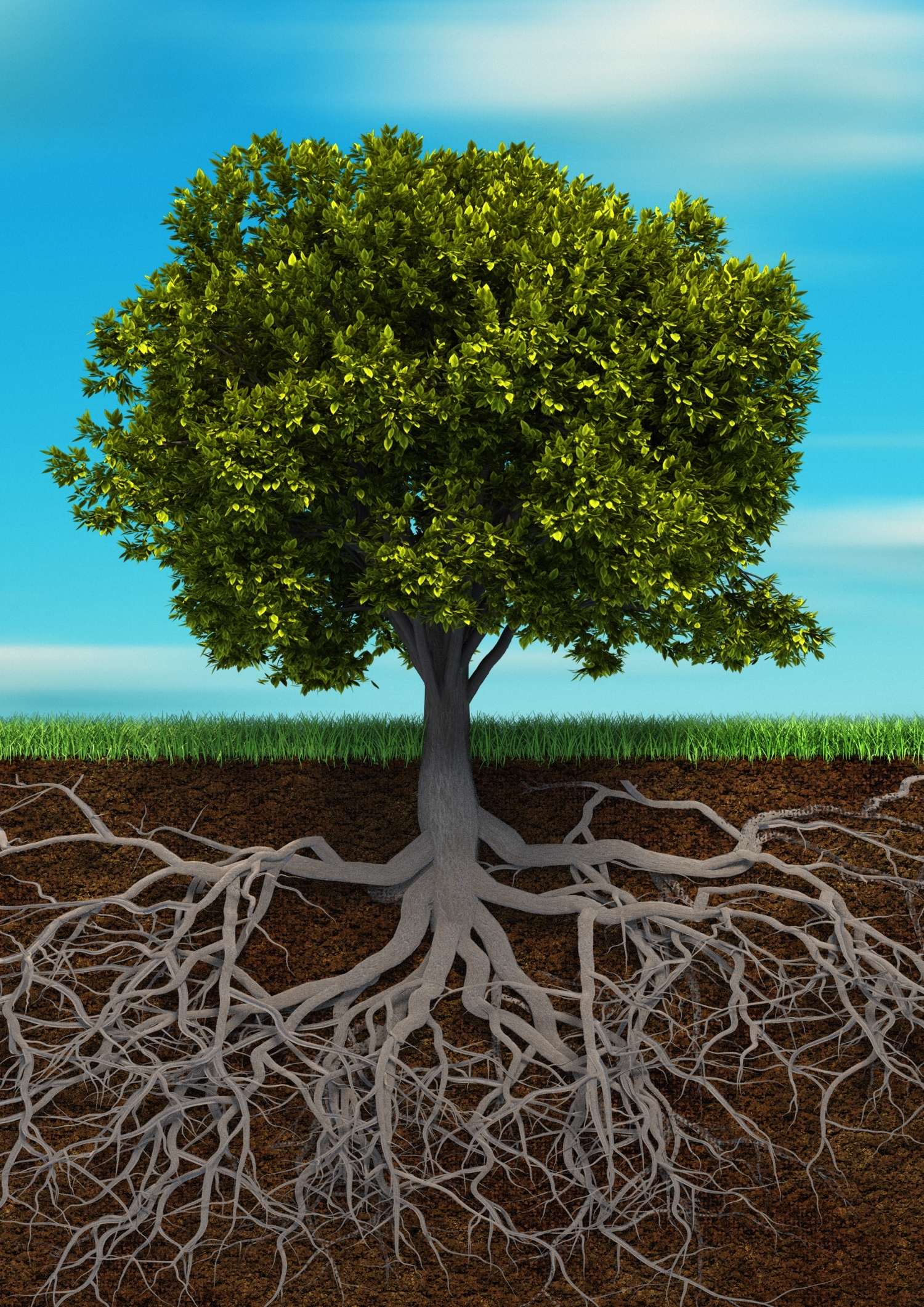 How to Draw Tree Roots How to Draw Easy Tree Roots - Martin Bacreathe