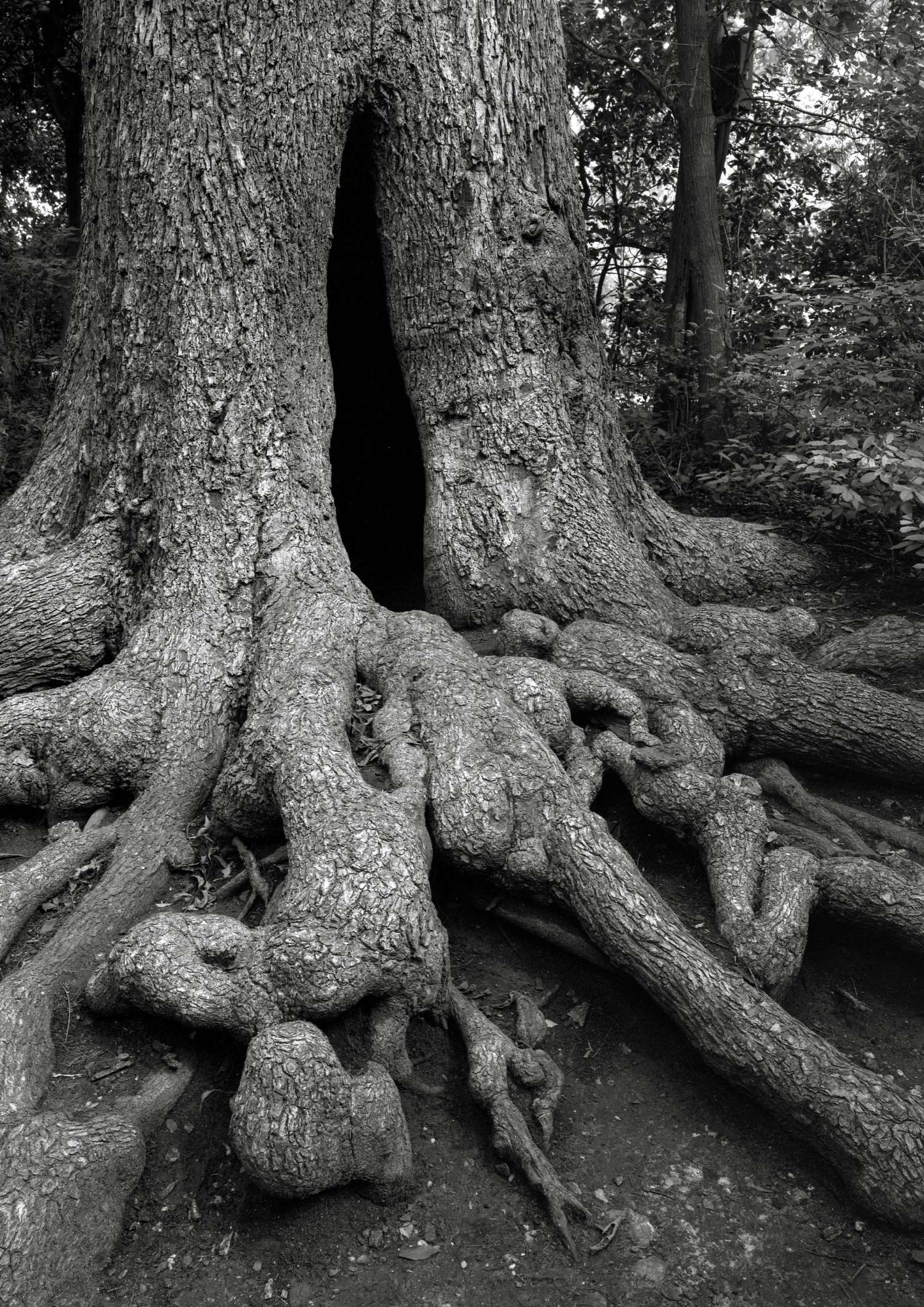 How to Draw Tree Roots How to Draw Easy Tree Roots - Martin Bacreathe